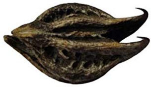 CHILLATAI Garuda Mukku / Bat Head Roots / TeluKondi Kaya Seed Price in ...