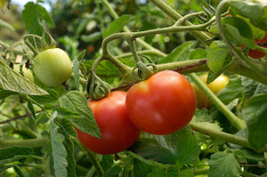 Ashish tomato Seed Price in India - Buy Ashish tomato Seed online at ...