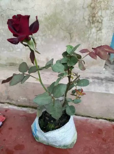 MAA Rose, Flower seeds Seed Price in India - Buy MAA Rose, Flower seeds ...