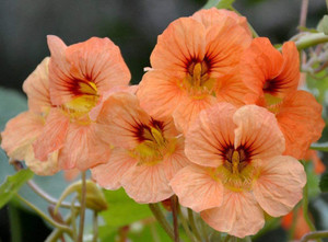 CYBEXIS Nasturtium Alaska Salmon Orange Seeds - Tropaeolum majus VAR ...