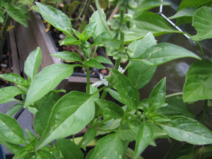 VibeX ® XLR-27 Basil Seeds - Minette Compact Seed Price in India - Buy ...