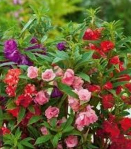 Dasstore Dopati ful gach Seed Price in India - Buy Dasstore Dopati ful ...