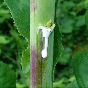 Qualtivate RES-2A Wild Lettuce (Lactuca virosa) Seed Price in India ...