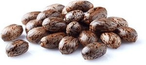 SFI Castor Seeds, Kottai Muthu, Arandi Ke Beej, Amanakku Seeds Seed ...