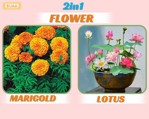 SUAA Marigold Lotus Flower Combo Pack Seed Price in India - Buy SUAA ...