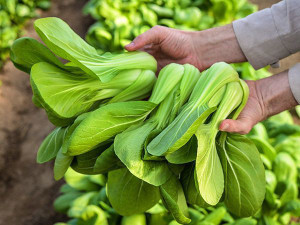 Farmonix SHANGHAI GREEN PAK CHOY Seed Price in India - Buy Farmonix ...