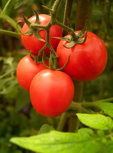 EVY tomato Seed Price in India - Buy EVY tomato Seed online at Flipkart.com
