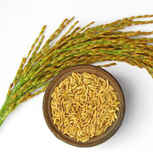 SeeGreen Dhan Paddy Seeds Vadlu For Pooja, Germination_5048 Seed Price ...