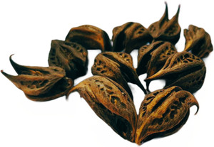 Tribist Bat Head Roots, Evil pods, Devil pods, Bichhu Phal, Bat Head ...