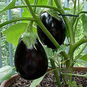 SREE Muktakeshi Black Brinjal, Organic Brinjal seed, Bengan Hybird ...