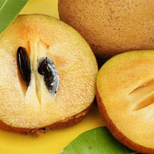 naturehils Chalisa Chikoo, Sapota, Sapodilla, Naseberry Seed, Sobeda ...