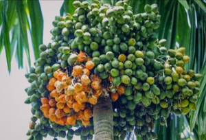 SHYAM Indian Assam Supari Seed Price in India - Buy SHYAM Indian Assam ...