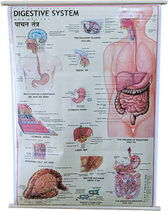Human Digestive System Lamination Chart 70x100cm long Eng.- Hindi ...