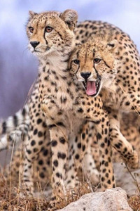 Wildlife Cheetah Poster | Jungle Cheetah Posters for Room | Unframed ...