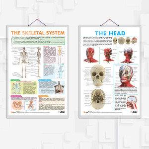 THE SKELETAL SYSTEM chart and THE HEAD chart | combo of 2 chart ...