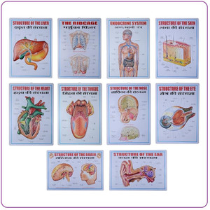 3D Embossed Human Physiology Charts Part-1, Specially designed for ...