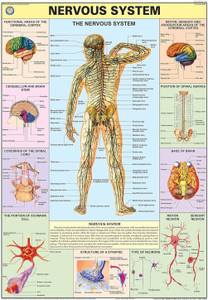 Human Nervous System Chart Fine Art Print - Namco posters - Children ...