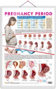 PREGNANCY PERIOD CHART | The Journey of Pregnancy: Comprehensive Period ...