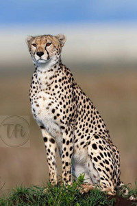 Cheetah Poster | Cheetah Posters for Room | Unframed | With Self ...
