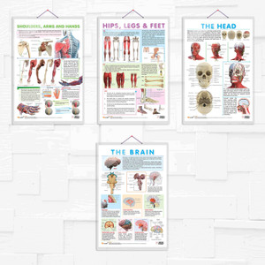 "SHOULDER, ARMS AND HANDS, HIPS, LEGS AND FEET, THE HEAD and THE BRAIN ...