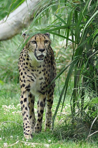 Cheetah Poster | Cheetah Posters for Room | Unframed | With Self ...