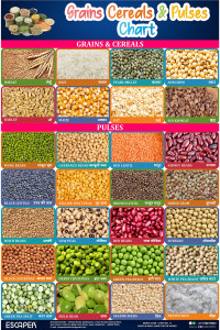 Pulses Chart for Kids learning (11.5 x 17.5 inches) Photographic Paper ...