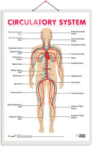 CIRCULATORY SYSTEM CHART | Journey through the Circulatory System ...