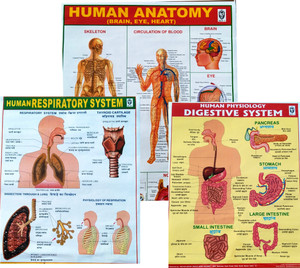 Combo 0f 3 "Ultimate Human Body Educational Chart Set: Detailed Views ...