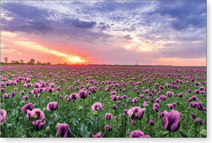 Nature Wall Poster 3M Double Sided Tape Wall Design High Resolution ...