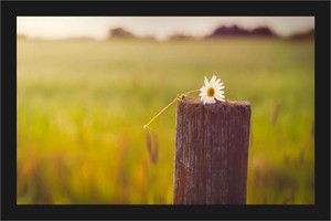 Flower Scenery Nature Poster with A4 Size Frame F-151 Paper Print ...