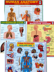 "Reference SET OF 4 Human Body Educational Chart Set: Detailed Views of ...