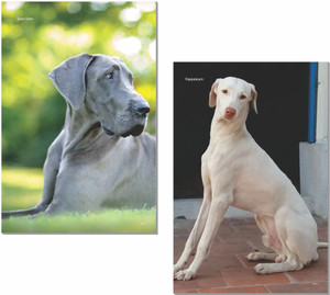 Rajapalayam Dog Poster,Great Dane Dog Poster (12 x 18 inch) Dog Photos ...