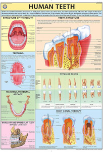 Human Teeth Chart Fine Art Print - Namco posters - Educational posters ...