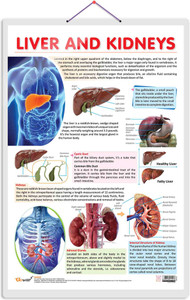 LIVER AND KIDNEY CHART | Essential Organs: Liver and Kidney Anatomy ...