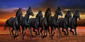 lucky seven horses running at sunrise ll 7 horse vastu poster in vinyl ...