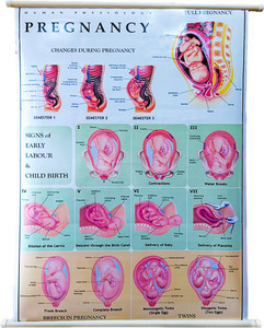 Pregnancy Lamination Chart 70x100cm long only in English Language, Wall ...
