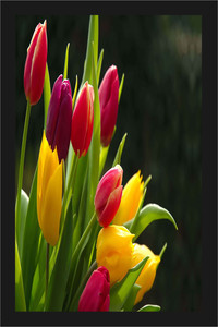 Flower Scenery Nature Poster with A4 Size Frame F-115 Paper Print ...