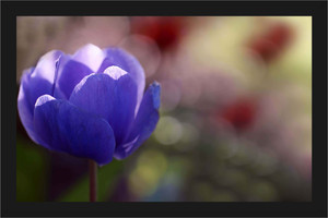 Flower Scenery Nature Poster with A4 Size Frame F-145 Paper Print ...