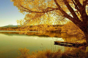 Nature Wall Poster|River With Tree Scenery Poster|Decorative Wall ...