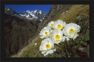 Flower Scenery Nature Poster with A4 Size Frame F-290 Paper Print ...