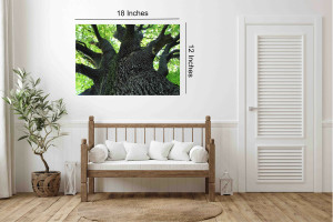 Nature Poster|Dark Tree Trunk Poster|Unframed Wall Poster For ...