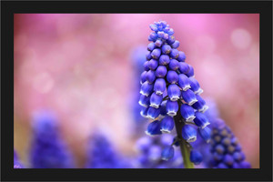 Flower Scenery Nature Poster with A4 Size Frame F-191 Paper Print ...