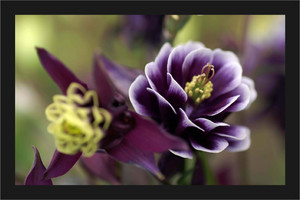 Flower Scenery Nature Poster with A4 Size Frame F-207 Paper Print ...