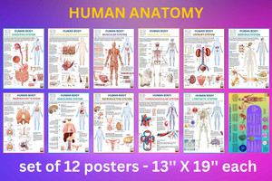 HUMAN ANATOMY SET OF 12 POSTERS Paper Print - Educational, Decorative ...