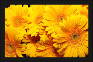 Flower Scenery Nature Poster with A4 Size Frame F-184 Paper Print ...