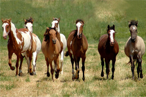 7 Horse Wall Poster | 7 Horse Poster | Lucky Seven Horses Running Vastu ...