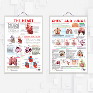 THE HEART chart and CHEST AND LUNGS chart | combo of 2 chart ...