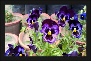 Flower Scenery Nature Poster with A4 Size Frame F-301 Paper Print ...