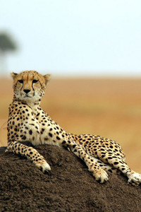 Cheetah Poster | Cheetah Posters for Room | Unframed | With Self ...