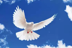 white-pigeon Paper Print - Animation & Cartoons posters in India - Buy ...